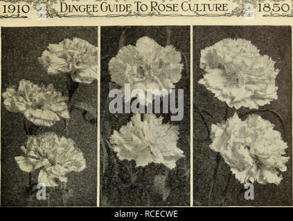 . New Caxnation, Mrs. Patten New Carnation, Moonlight New Carnation ...