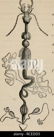 Digestive system of a beetle Stock Photo - Alamy