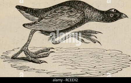 . Elements of zoölogy : a textbook. Zoology. LAMELLIROSTRES, OK GEESE ...