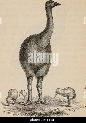 Ostrich a two toed african bird that runs very fast but cannot fly it ...