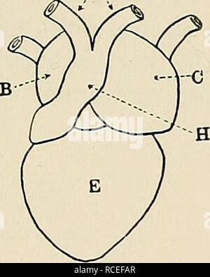 . b'ig. 12. The gross anatomy of frog'8 heart. (Ventral view after Cyou ...