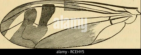 . Diptera from the Philippine Islands. Diptera -- Phillipine Islands ...