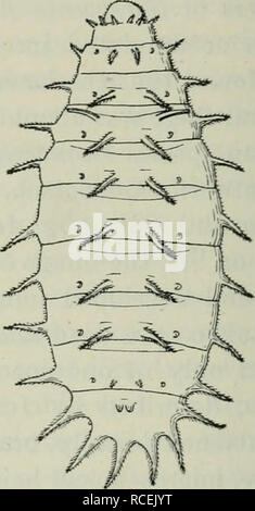 . Fig. 56. Puparium of D. Oldenbergi. Fig. 57. Puparium of D. concinna ...