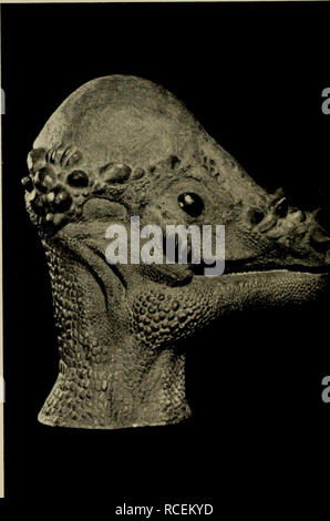 . y A reconstruction of the head of Pachy- cephalosaurus. Note the ...
