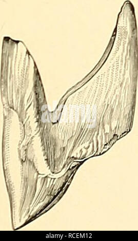 . TEETH OF PREDENTATE DINOSAURS. CAMPTOSAURUS, CLAOSAURUS, STEGOSAURUS ...