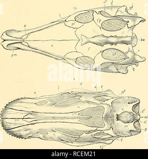 . SKULLS OF DINOSAURS. SHOWING SIZE OF BRAIN. CAMPTOSAURUS, CLAOSAURUS ...