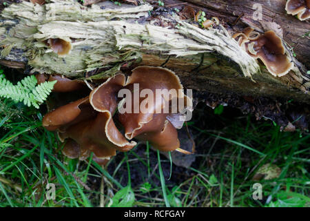 Brown cup fungus, Peziza varia Stock Photo - Alamy