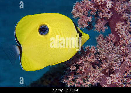 Indian Teardrop Butterflyfish (Chaetodon interruptus) Actinopterygii ...