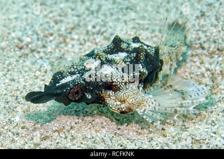 Little dragonfish or short dragonfish, Eurypegasus draconis, is a ...