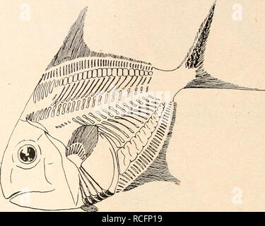 . Fig. 147. Rekonstruktion von Platysomus striatus, Ag., aus dem Perm ...