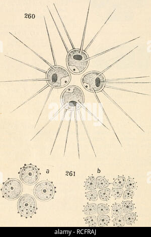 . Fig. 260, 261. 260 Tetrastrtim multisettim. 261 T. multisetum var ...
