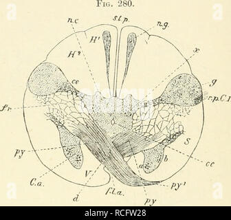 . Elements of human physiology. Physiology. THE SPINAL CORD 683 ...