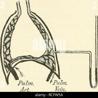. Elements of human physiology. Physiology. Diagram to show Pawlow's ...
