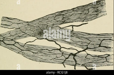 Merkels Disc Histology