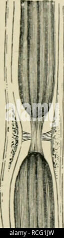 . Elements of histology. Histology. B l^ Fig. 101.—Medullated Xerve ...