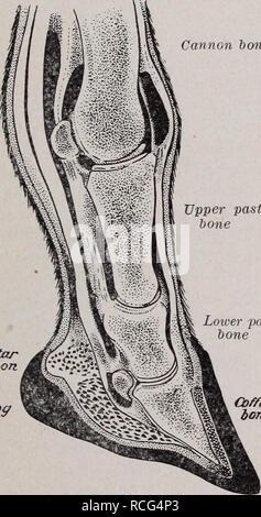 . Elements of hippology. Horses. ELEMENTS OF HIPPOLOGY. 123 Cannon bone ...