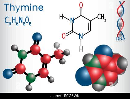 Chemical structure of Thymine (T Stock Vector Image & Art - Alamy