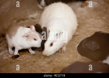 Eatable rat in Huaca Pucllana ,archaelogical site in Lima,Peru Stock ...