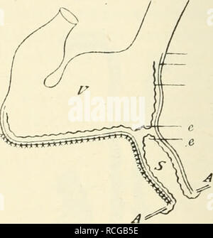 . Elements of human physiology. Physiology. Diagram of reflected images ...