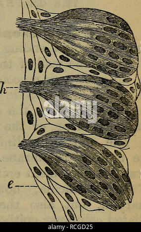 . Elements of histology. Histology. Mouth^ Pharynx and Tongue. 301 ...