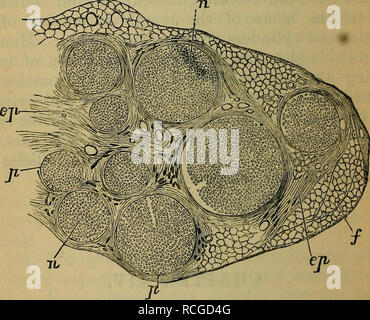 . Elements of histology. Histology. Chap. XIV.] Nerve-fibres. 109 the ...