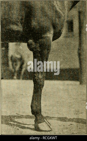 . Elements of hippology. Horses. 84 ELEMENTS OF HIPPOLOGY. bone and ...