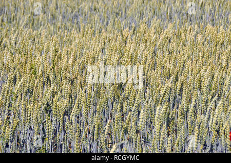 Common wheat, bread wheat, Weichweizen, Brotweizen, Saat-Weizen ...