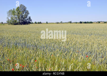 Common wheat, bread wheat, Weichweizen, Brotweizen, Saat-Weizen ...