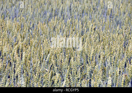 Common wheat, bread wheat, Weichweizen, Brotweizen, Saat-Weizen ...