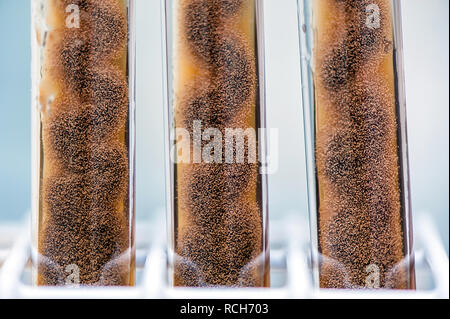 trichoderma mold in agar slant tubes Stock Photo - Alamy