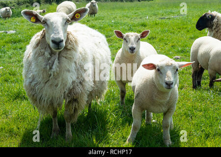 Ruan, County Clare, Ireland Stock Photo - Alamy