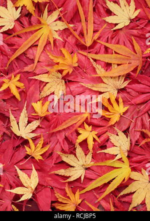 Japanese Maple (Acer Palmatum) pictured in the rounds of the Golden ...