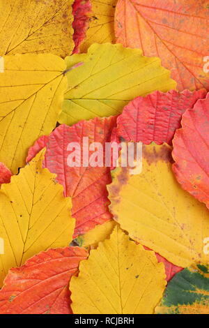 Leaves changing from green to yellow during the autumn season Stock ...