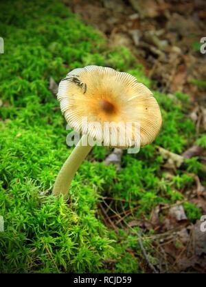 Algerine Swamp Natural Area (Revisited) (11) (29270893926 Stock Photo ...