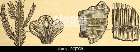 . Elements of geology. Geology. PART II. CHAPTER XVIII. 225 Fossils of ...