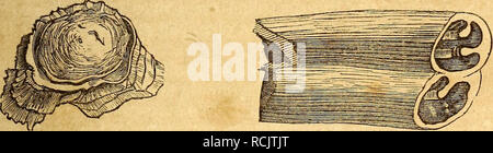 . Elements of geology. Geology. PART II. CHAPTER XVIII. 225 Fossils of ...