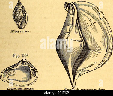 . Elements of geology. Geology. PART II. CHAPTER XVIII. 225 Fossils of ...