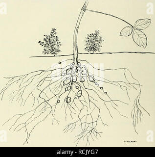 Root nodules with Rhizobium bacteria on the roots of a Garden Pea ...