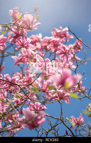 A beautiful pink magnolia tree in spring Stock Photo - Alamy