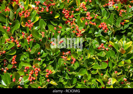 During winter, a spindle tree hedge in full fructification (Hossegor ...