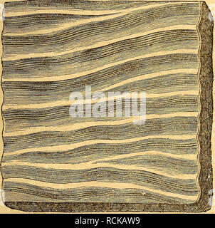 Slab of ripple marked sandstone Stock Photo - Alamy