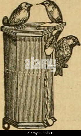 . Die Gefiederte Welt. Birds. 5Jr. 24 »euer, 9Jocf)nmI3 bic ...