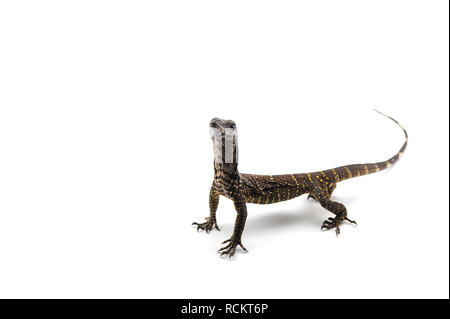 The black roughneck monitor lizard isolated on white backgrouns Stock ...