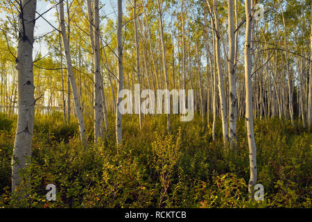 Aspen trees in late summer along the shore of the MacKenzie River, Fort ...