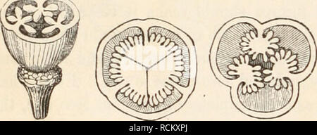 . The elements of botany for beginners and for schools. Botany. 108 ...
