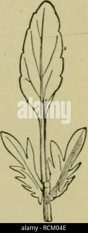 . Elements of botany. Botany; Botany. Fig. 68. — Palmately Netted ...
