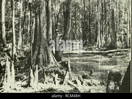 Enlarged trunks and "knees" of cypress trees Stock Photo - Alamy