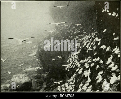 Audubon Society Bird Rookery in Venice Florida Stock Photo - Alamy