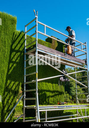Triming the hedge Stock Photo - Alamy