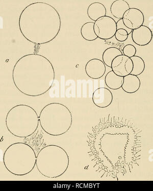 . The elements of experimental embryology. Embryology, Experimental ...